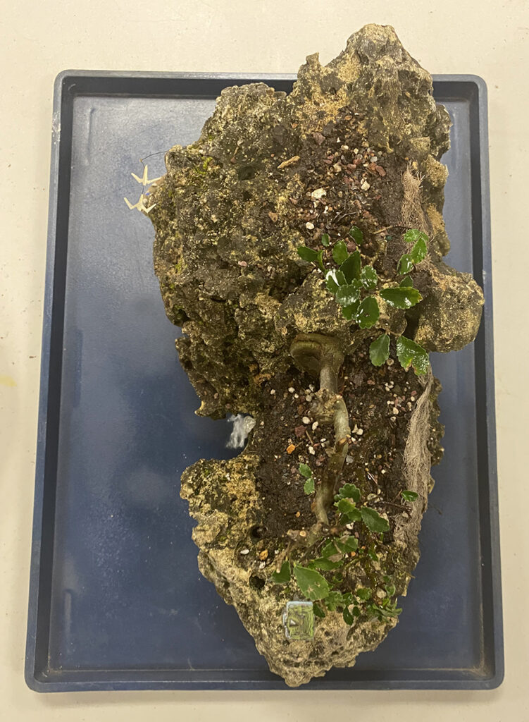 The Art of Saikei and Penjing - Tallahassee Bonsai Society